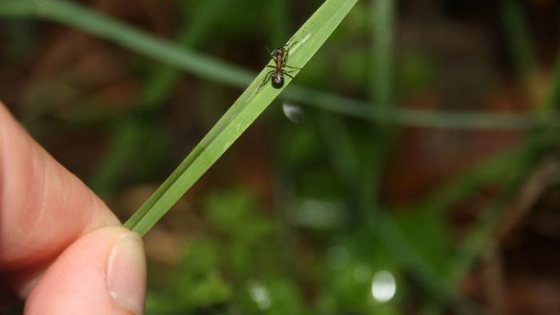 Move over, Cordyceps, there’s a new “zombie” parasite to haunt our ...