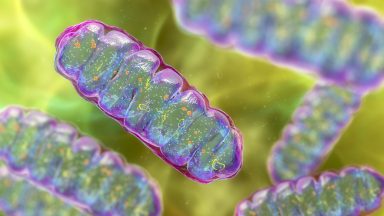 Computer illustration of mitochondria, membrane-enclosed cellular organelles that produce energy