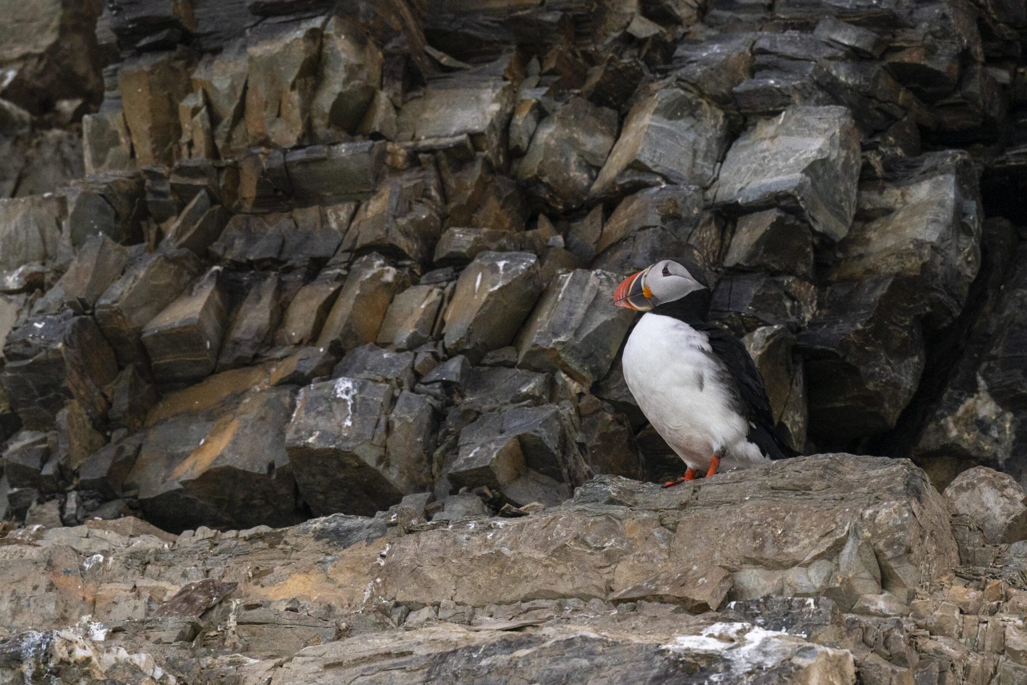 A new hybrid subspecies of puffin is likely the result of climate ...