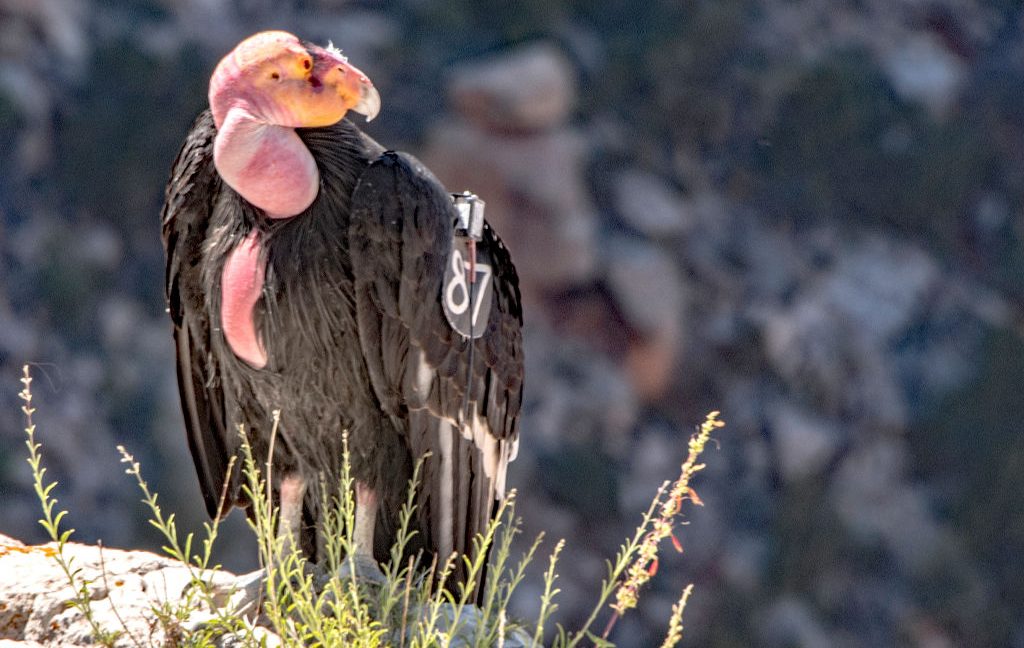 Vaccine may save endangered California condors from succumbing to bird ...