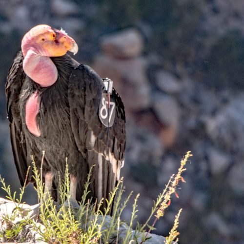 Tag: California Condor - Ars Technica