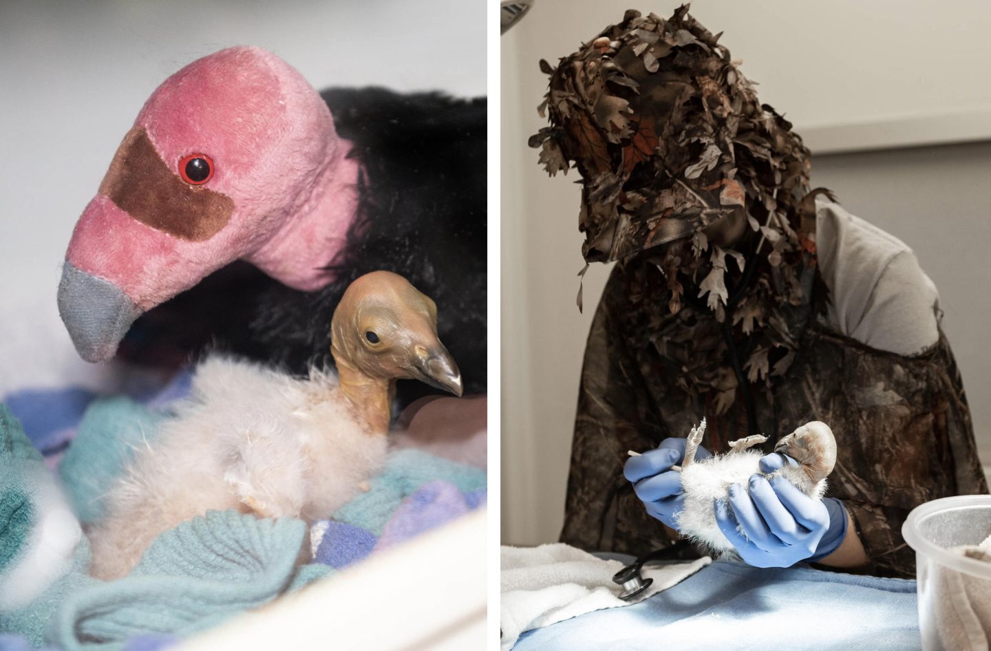 Vaccine may save endangered California condors from succumbing to bird ...