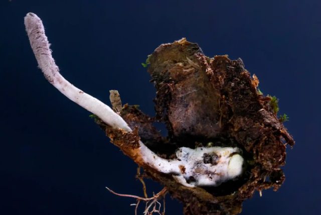 Relish the Halloween horror of this purple fungus that “mummifies ...