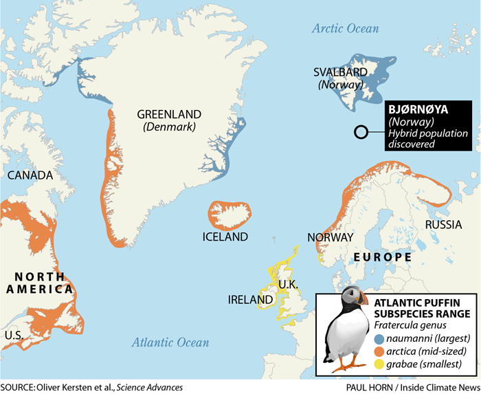 A new hybrid subspecies of puffin is likely the result of climate ...