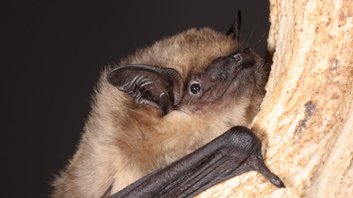 Study: The serotine bat uses its super-large penis as an arm when ...