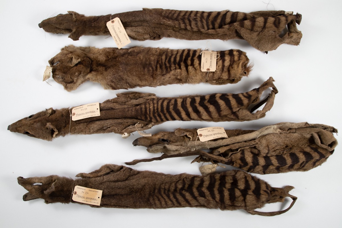 A Victorian naturalist traded Aboriginal remains in a scientific quid pro quo - Ars Technica