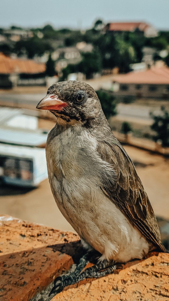 This bird is like a GPS for honey - Ars Technica