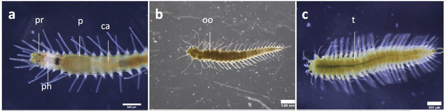 Worm’s rear end develops its own head, wanders off to mate - Ars Technica