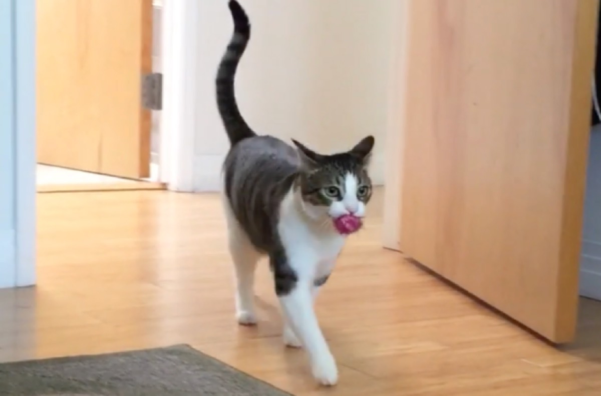 Yes, some cats like to play fetch. It’s science! - Ars Technica