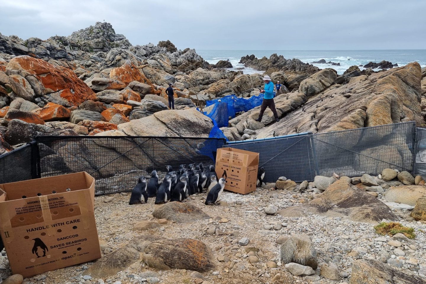 Saving the African penguin from climate change and overfishing - Ars ...