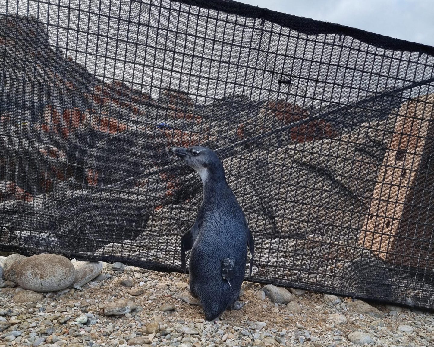 Saving the African penguin from climate change and overfishing - Ars ...