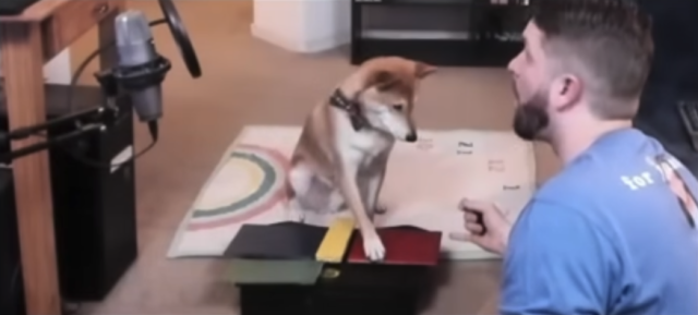 That’s never happened before: Games Done Quick video stars speedrunning dog - Ars Technica