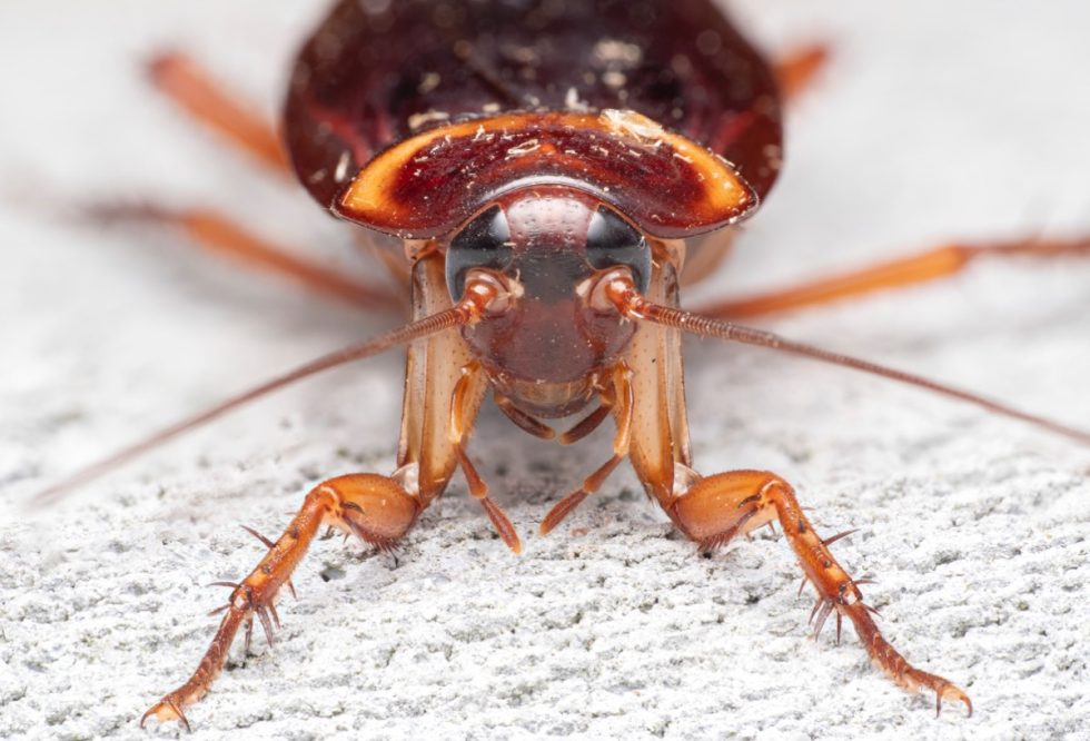 Inside the making of National Geographic’s A Real Bug’s Life docuseries ...