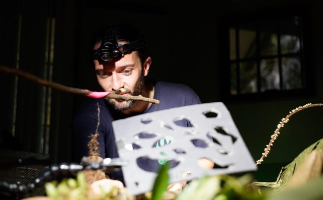 Inside the making of National Geographic’s A Real Bug’s Life docuseries ...