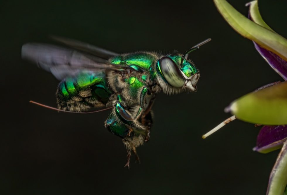 Inside the making of National Geographic’s A Real Bug’s Life docuseries ...