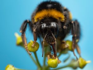 Inside the making of National Geographic’s A Real Bug’s Life docuseries ...