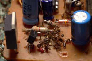 Inside the making of National Geographic’s A Real Bug’s Life docuseries ...