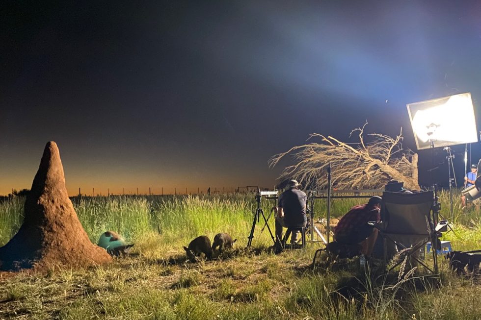 Inside the making of National Geographic’s A Real Bug’s Life docuseries ...