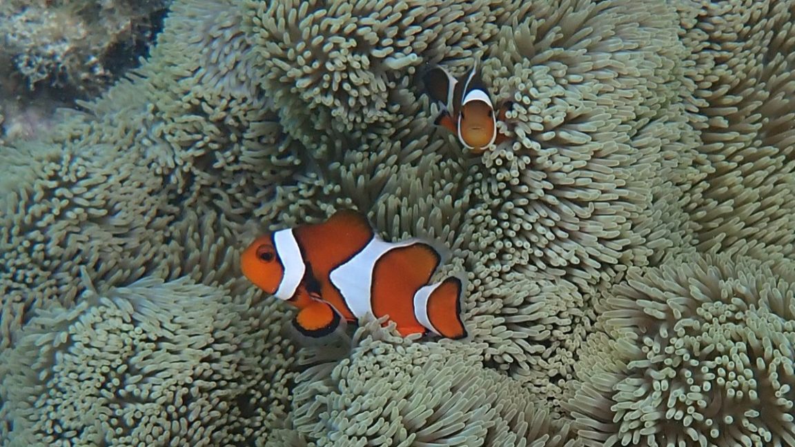 Clownfish “count” white stripes to determine if an invader is friend or ...