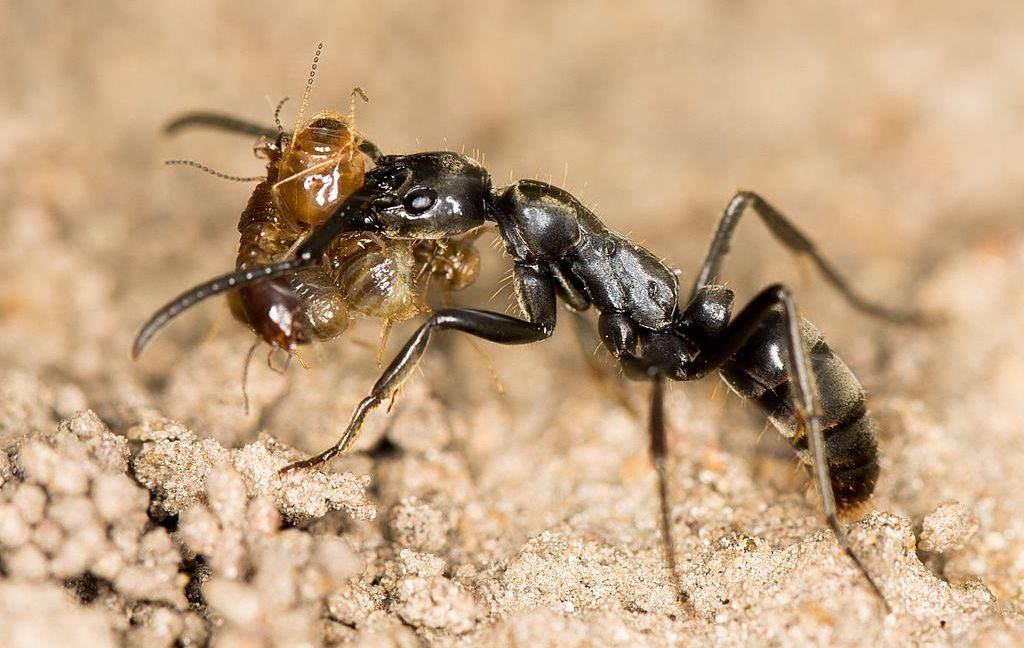 Ants make their own ant-ibiotic for infected wounds - Ars Technica