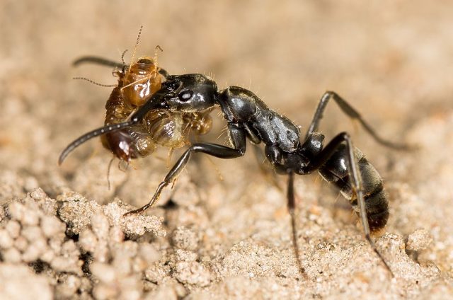 Ants make their own ant-ibiotic for infected wounds - Ars Technica