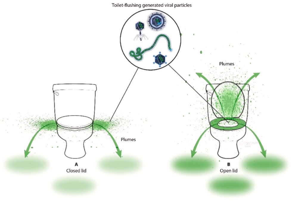 Should you flush with toilet lid up or down? Study says it doesn’t ...