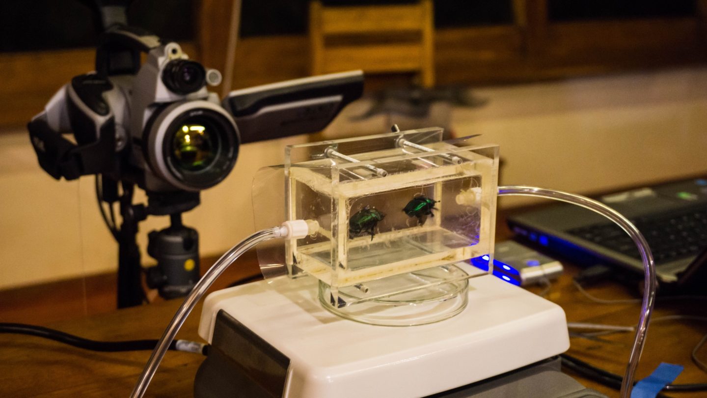 Scientists get dung beetles to collect DNA samples for biodiversity ...