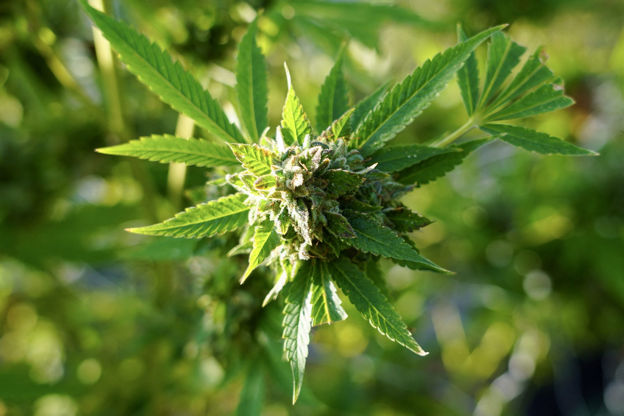 Study finds link between marijuana use and cardiovascular disease - Ars ...