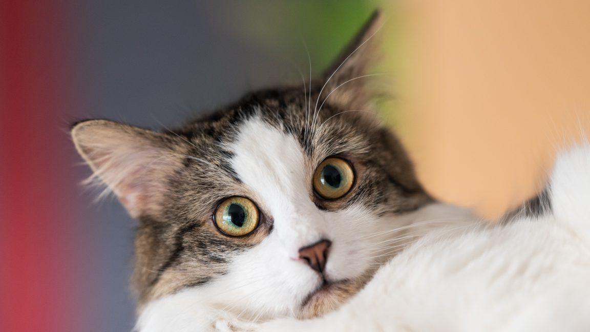 “Very sick” pet cat gave Oregon resident case of bubonic plague - Ars ...