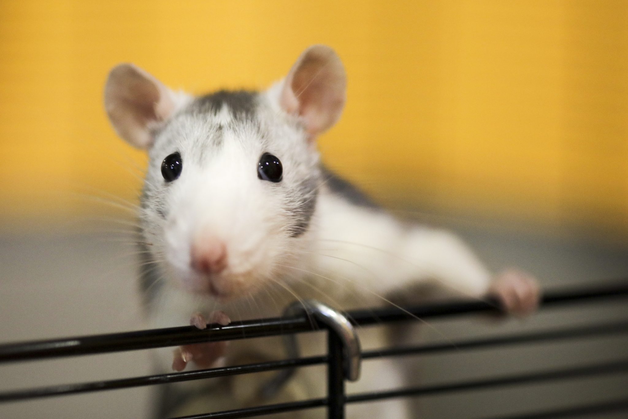 Scientists aghast at bizarre AI rat with huge genitals in peer-reviewed ...