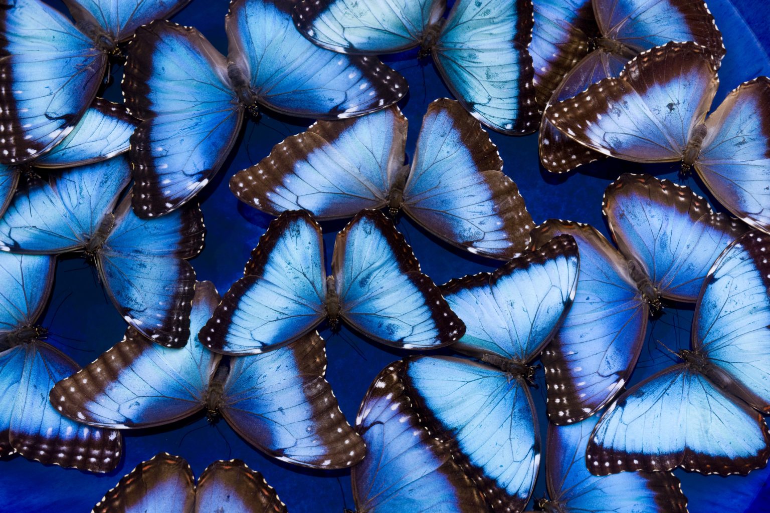 Bluesky finally gets rid of invite codes, lets everyone join - Ars Technica