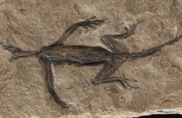 It’s a fake: Mysterious 280 million-year-old fossil is mostly just ...