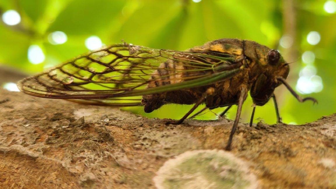 Cicadas pee in jets, not droplets. Here’s why that’s kinda weird. - Ars ...