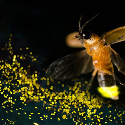 Tag: fireflies - Ars Technica