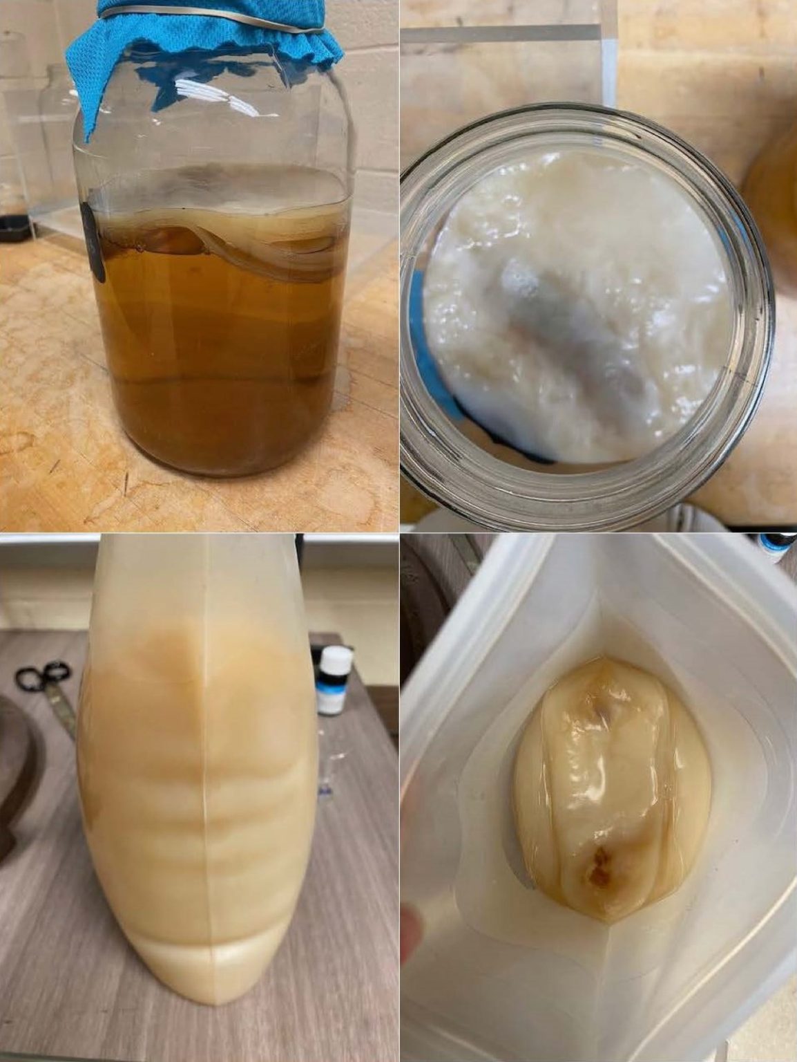 Brewing kombucha in silicone bags makes for less alcohol, faster ...