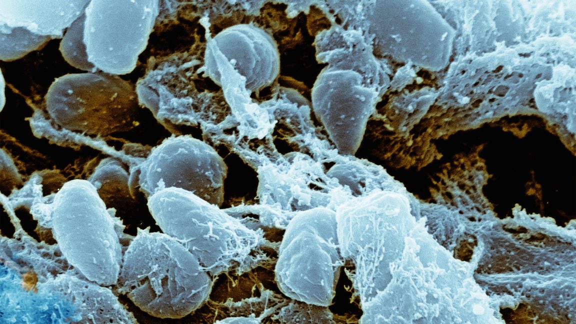 Kamikaze bacteria explode into bursts of lethal toxins - Ars Technica