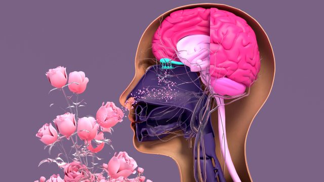 The science of smell is fragrant with submolecules - Ars Technica