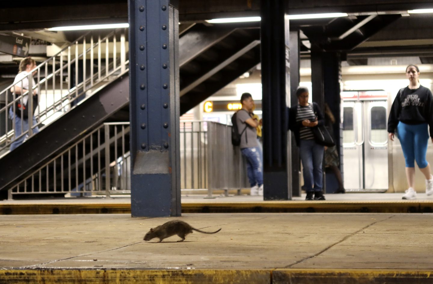 Life-threatening rat pee infections reach record levels in NYC - Ars ...