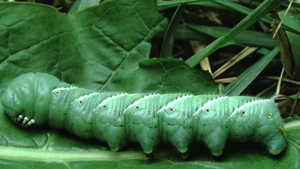 How insect blood stops bleeding fast - Ars Technica