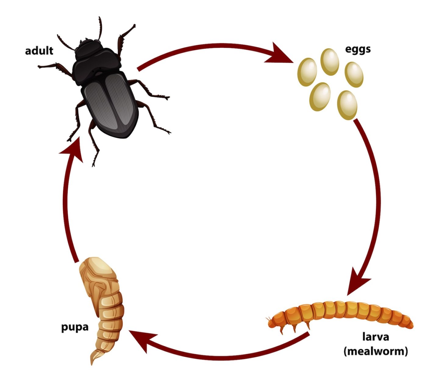 Why are there so many species of beetles? - Ars Technica
