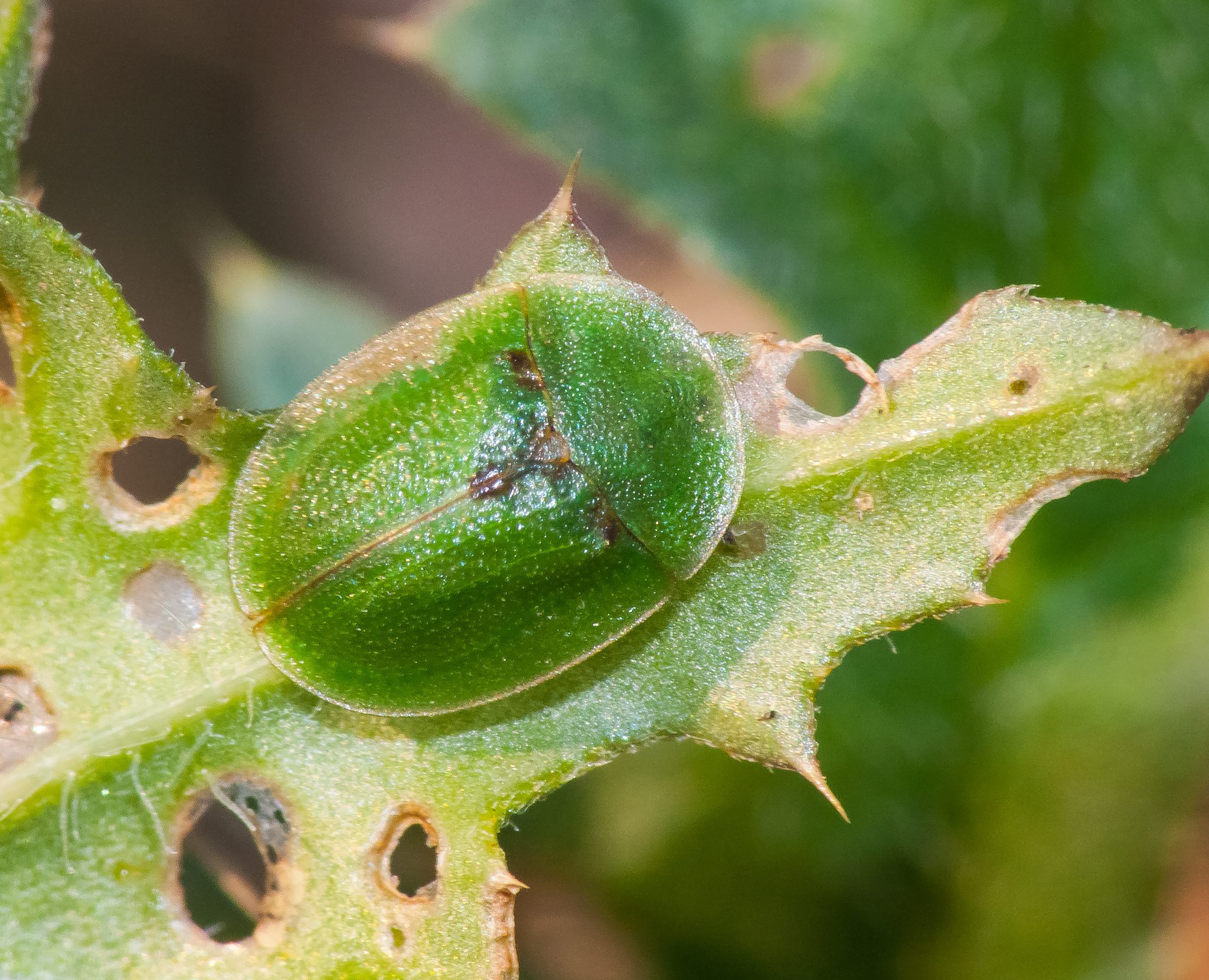 Why are there so many species of beetles? - Ars Technica