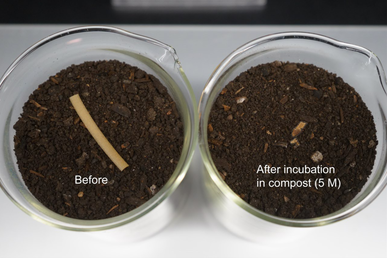 Researchers make a plastic that includes bacteria that can digest it ...