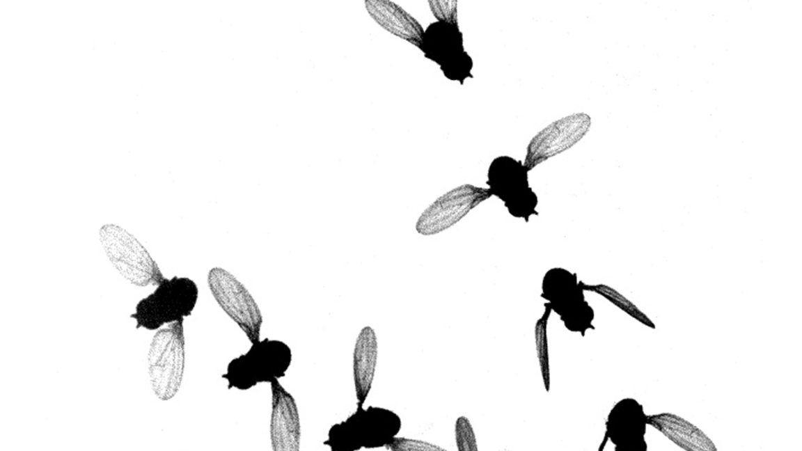 High-speed imaging and AI help us understand how insect wings work ...