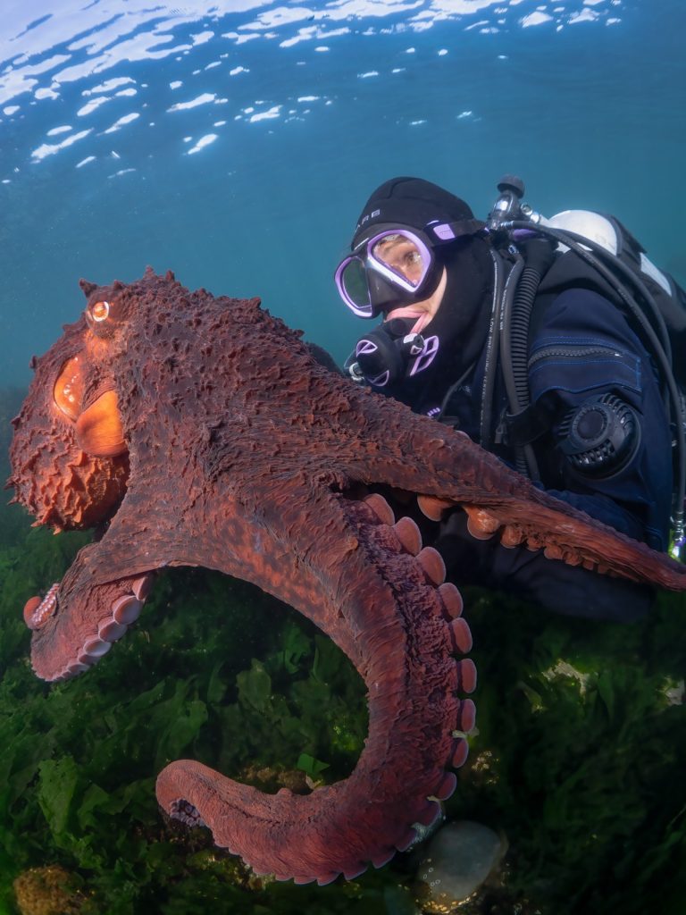 Secrets of the Octopus takes us inside the world of these “aliens on ...