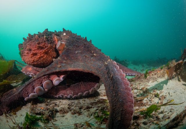 Secrets of the Octopus takes us inside the world of these “aliens on ...