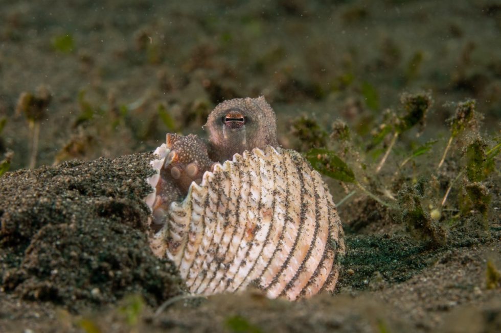 Secrets of the Octopus takes us inside the world of these “aliens on ...