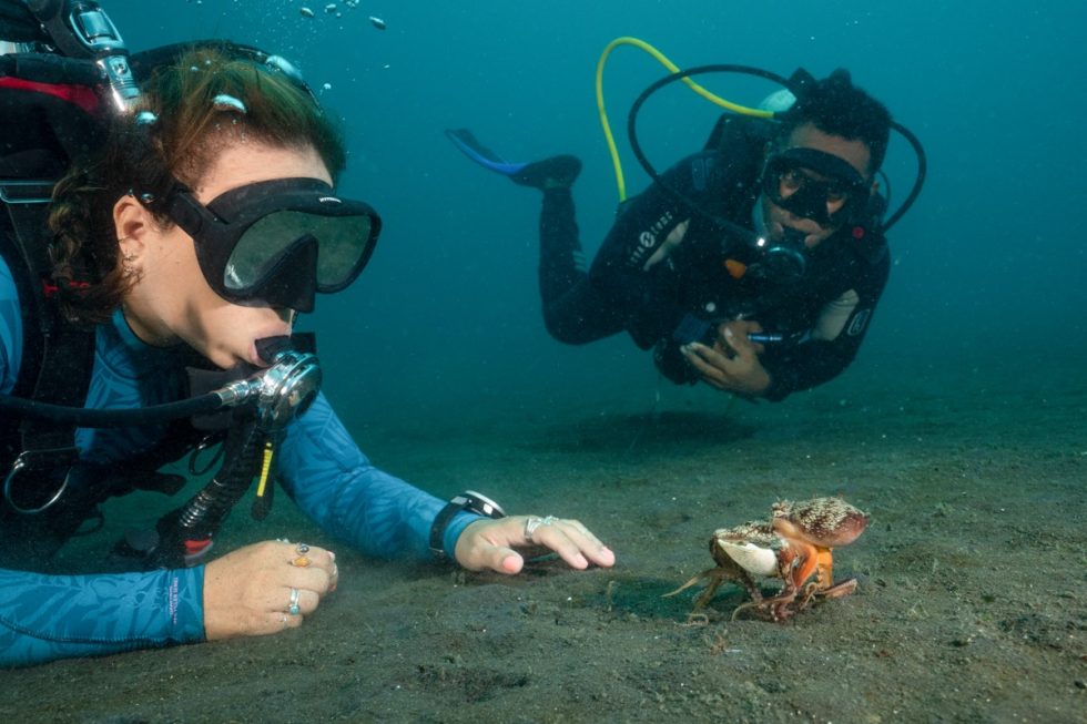 Secrets of the Octopus takes us inside the world of these “aliens on ...