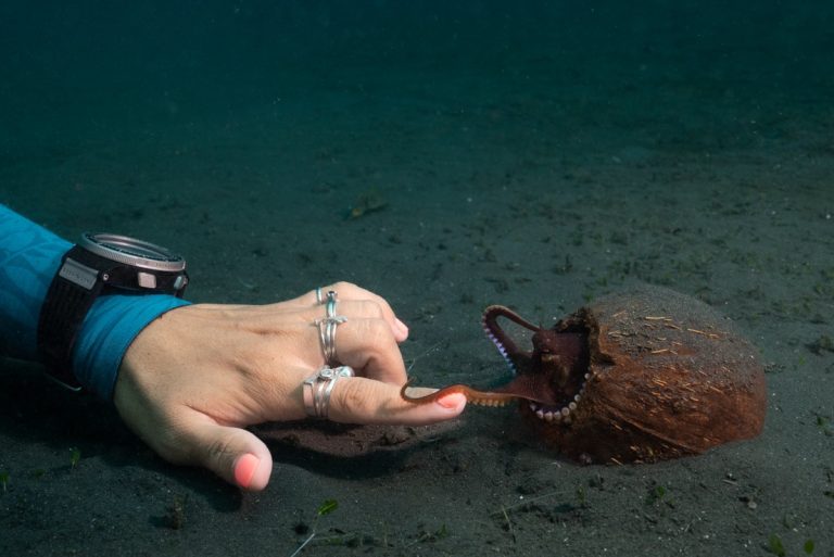 Secrets of the Octopus takes us inside the world of these “aliens on ...