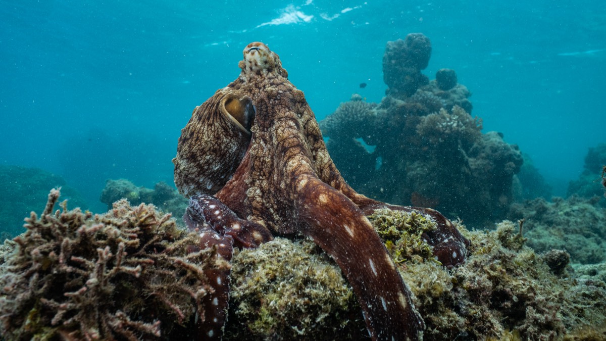 Secrets of the Octopus takes us inside the world of these “aliens on ...