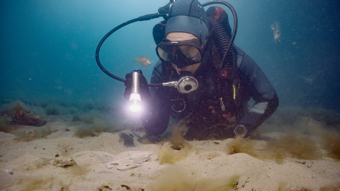 Secrets of the Octopus takes us inside the world of these “aliens on ...